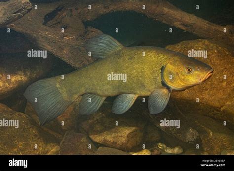 Tanche fish Banque de photographies et dimages à haute résolution Alamy