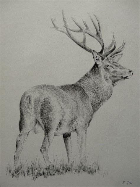 Cerf Graphite Dessin Par Frederic Goze Artmajeur Cerf Dessin