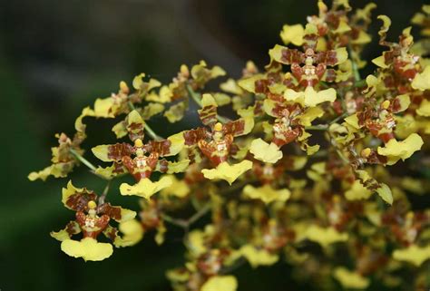 The Reason For The Beauty Of A Flower Its Sex Life