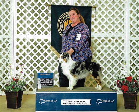 Bella Show Schaefers Miniature American Shepherds