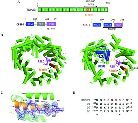Differential Role For Phosphorylation In Alternative Polyadenylation