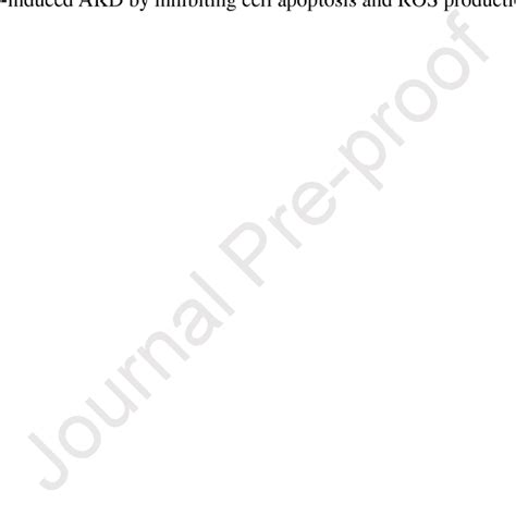 Scheme showing that HIF α BNIP mediated mitophagy in tubular cells Download Scientific Diagram