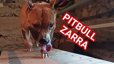 ამერიკული პიტბულ ტერიერი ზარრა სარბენ ბილიკზე American Pitbull Terrier Zarra Youtube