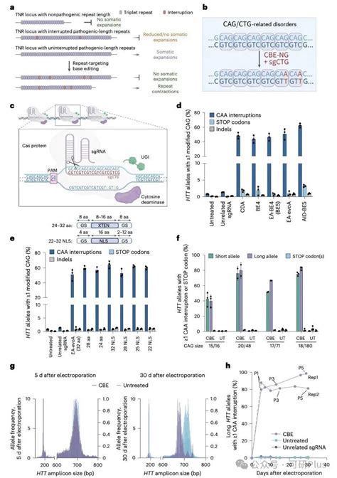 Nat Genet David Liu团队重磅突破！碱基编辑精准修剪致病基因，有望治愈亨廷顿病等遗传性神经疾病 知乎
