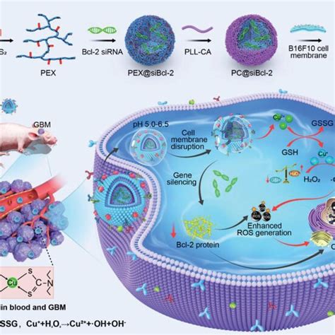 Biomimetic Nanomedicine Mediates Chemodynamic Therapy Cdt And Rnai
