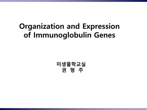 Ppt Organization And Expression Of Immunoglobulin Genes Powerpoint Presentation Id 5580122