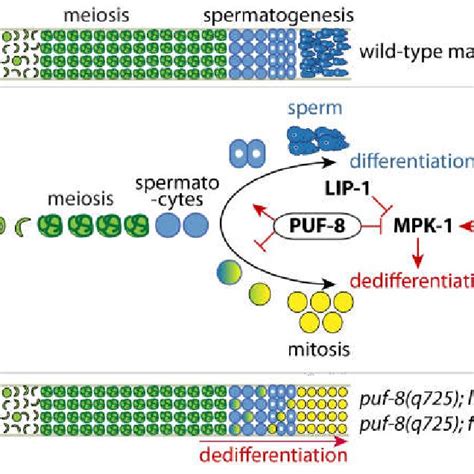 A Model For The Spermatocyte Differentiationdedifferentiation Download Scientific Diagram