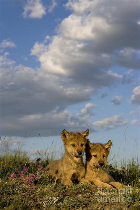 Gray Wolf Cubs Photograph By Jean Louis Klein And Marie Luce Hubert