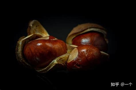 板栗的产地 知乎