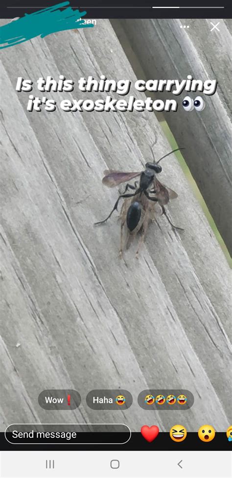 Friend Posted A Bug Mid Molt But What Is It R Whatsthisbug