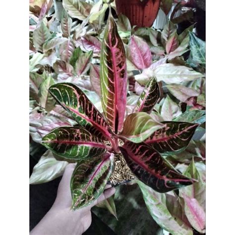 Jual Aglonema Pride Of Sumatra Red Sumatra Shopee Indonesia