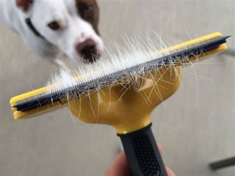 Como remover pelo de cachorro do sofá MelhorAmigo Dog