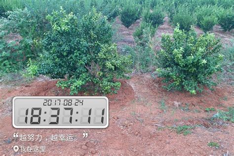 柑橘黄化原因除了黄龙病还有什么