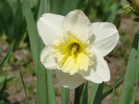 Premium Photo Narcissus Flowers Flower Bed With Drift Yellow White