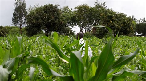 Mahakama Kenya Yahalalisha Uagizaji Na Matumizi Ya Chakula Cha Gmo