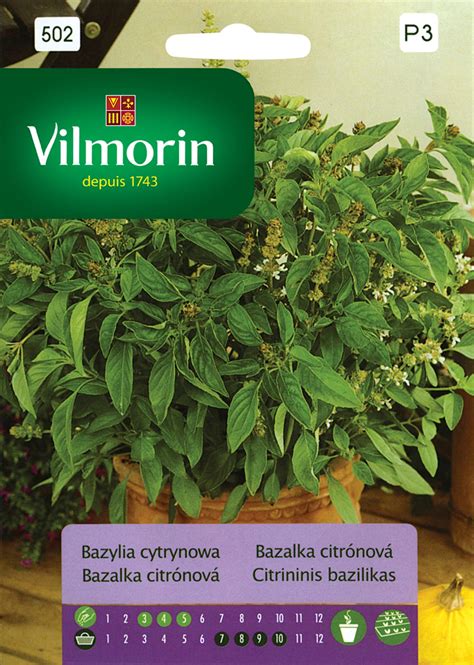 Bazylia Cytrynowa Nasiona Tradycyjne Vilmorin Leroy Merlin