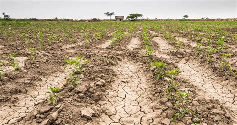 Producción Agrícola Ha Sido Afectada Entre Un 7 Y Un 10 Por La Sequía