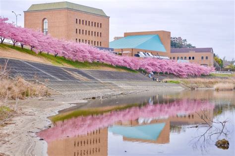 乙川（河津桜）愛知県岡崎市の観光・撮影スポットの名所 東海カメラマップ