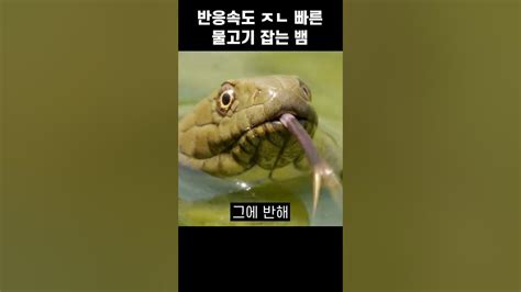 반응 속도 ㅈㄴ 빠른 물고기 잡는 뱀 Youtube