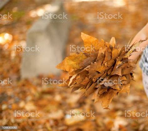 소녀는 공원에서 단풍을 수집합니다 아름 다운 노란 단풍입니다 텍스트에 대 한 여유 공간입니다 공간에 복사 합니다 가을에 대한