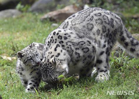 어미와 장난치는 새끼 설표