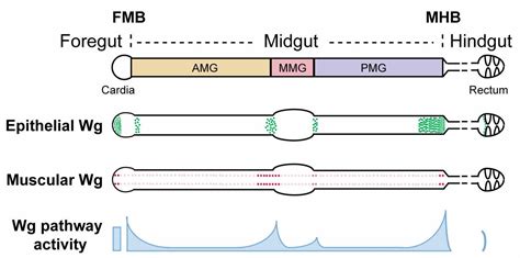Wingless Pathway Drosophila