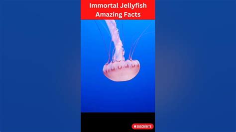 Turritopsis Dohrnii Immortal Jellyfish Youtube