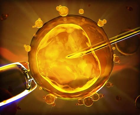 Artificial Insemination