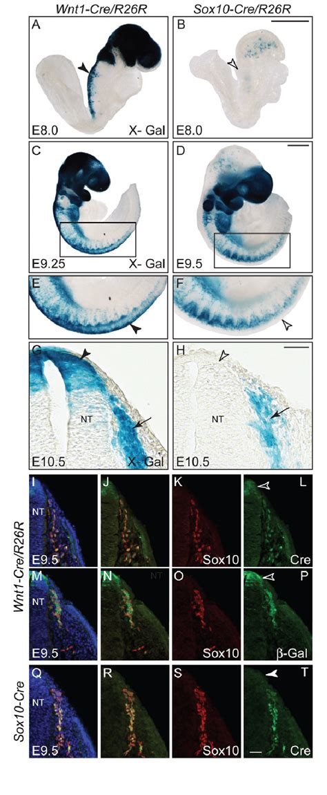 Neural Crest Cells Can Be Manipulated In A Temporally Controlled Manner Download Scientific