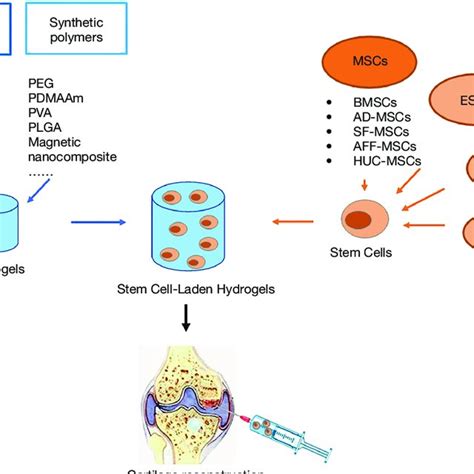 Types Of The Hydrogels And Stem Cells Used For Cartilage Tissue Download Scientific Diagram