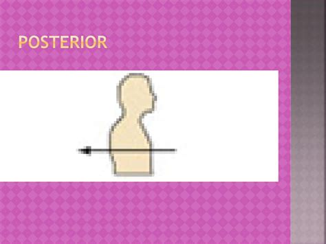 Anatomical Position The Standard Anatomical Position For The Body Is