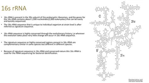 Nucleic Acid Sequencing Methodsdna Finger Printingnucleic Acid