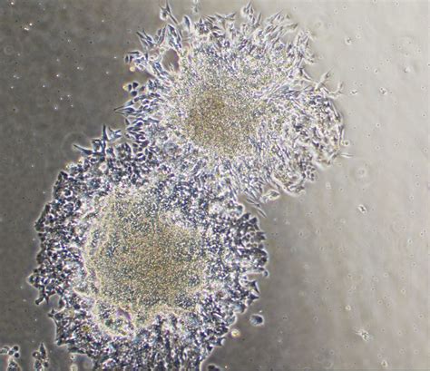 Meltonvec™ Ipsc Reprogramming Kit 仙台病毒ipsc重编辑试剂盒）