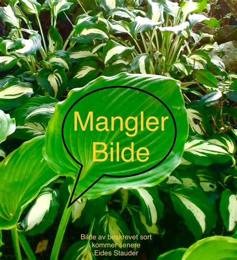 Hosta ‘miracle Lemony Eides Stauder