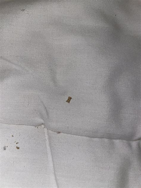 Does This Look Like A Bed Bug Shell Or A Shell Of Any Kind For That