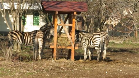 Зоологическа градина София / Sofia Zoo - Стадото зебри в Софийския зоопарк