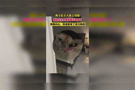 狗子在主人床上切磋，谁知女主人拿着棍子就进来了，狗狗内心：母老虎回来了，我们改日再战母老虎棍子狗狗