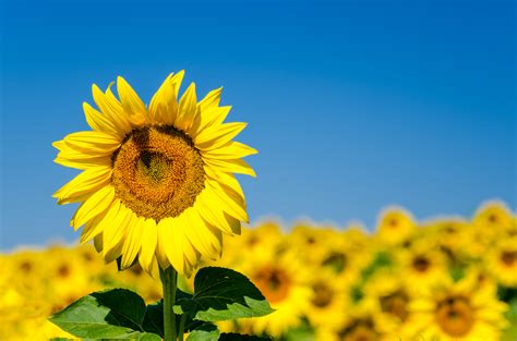 Znanstvenici napokon otkrili zašto suncokreti prate Sunce narod hr
