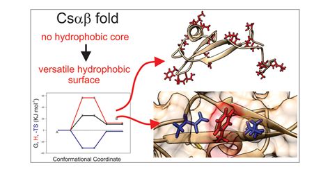 Conformational Dynamics Of A Cysteine Stabilized Plant Defensin Reveals An Evolutionary