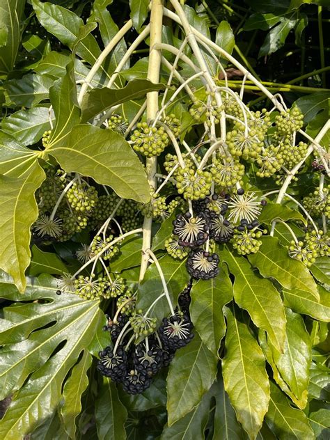 RESEARCH The Fibonacci Sequence In Nature Jersey College For Girls