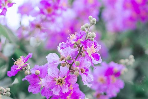 พื้นหลังดอกอินทนิลที่สวยงามในทุ่งถ่ายในระยะใกล้ด้วยแสงแดดและเฉดสีชมพู