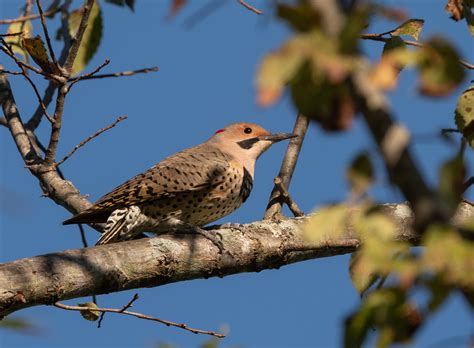 Northern Flicker Male Vs Female