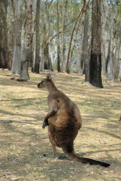 Premium Photo Kangaroo In The Cleland Wildlife Park Adelaide Hills