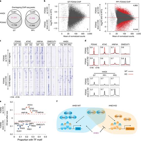 Hhex Protects Foxa2 Binding To Pancreatic Regulatory Regions A Venn