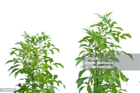 緑の葉の背景のための白い孤立した背景に葉の枝を持つ熱帯植物 まぶしいのストックフォトや画像を多数ご用意 まぶしい オーガニック