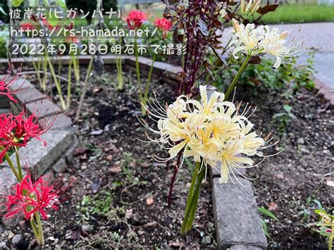 白い彼岸花の花言葉と由来｜自然植物図鑑
