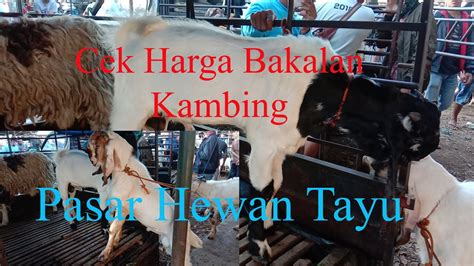 Harga Kambing Bakalan Jantan Pasar Hewan Tayu YouTube