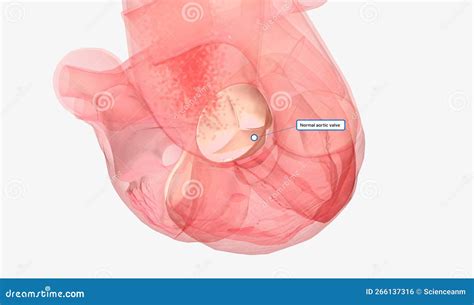 Normal Aortic Valve Function Stock Illustration Illustration Of
