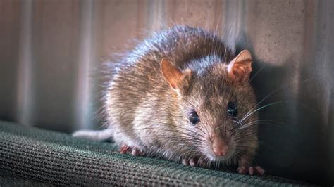 Rodent Review Id Implementation And Innovation Quality Assurance And Food Safety