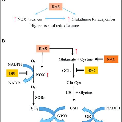 Targeted Inhibition Of Nox Activation And Glutathione Biosynthesis For